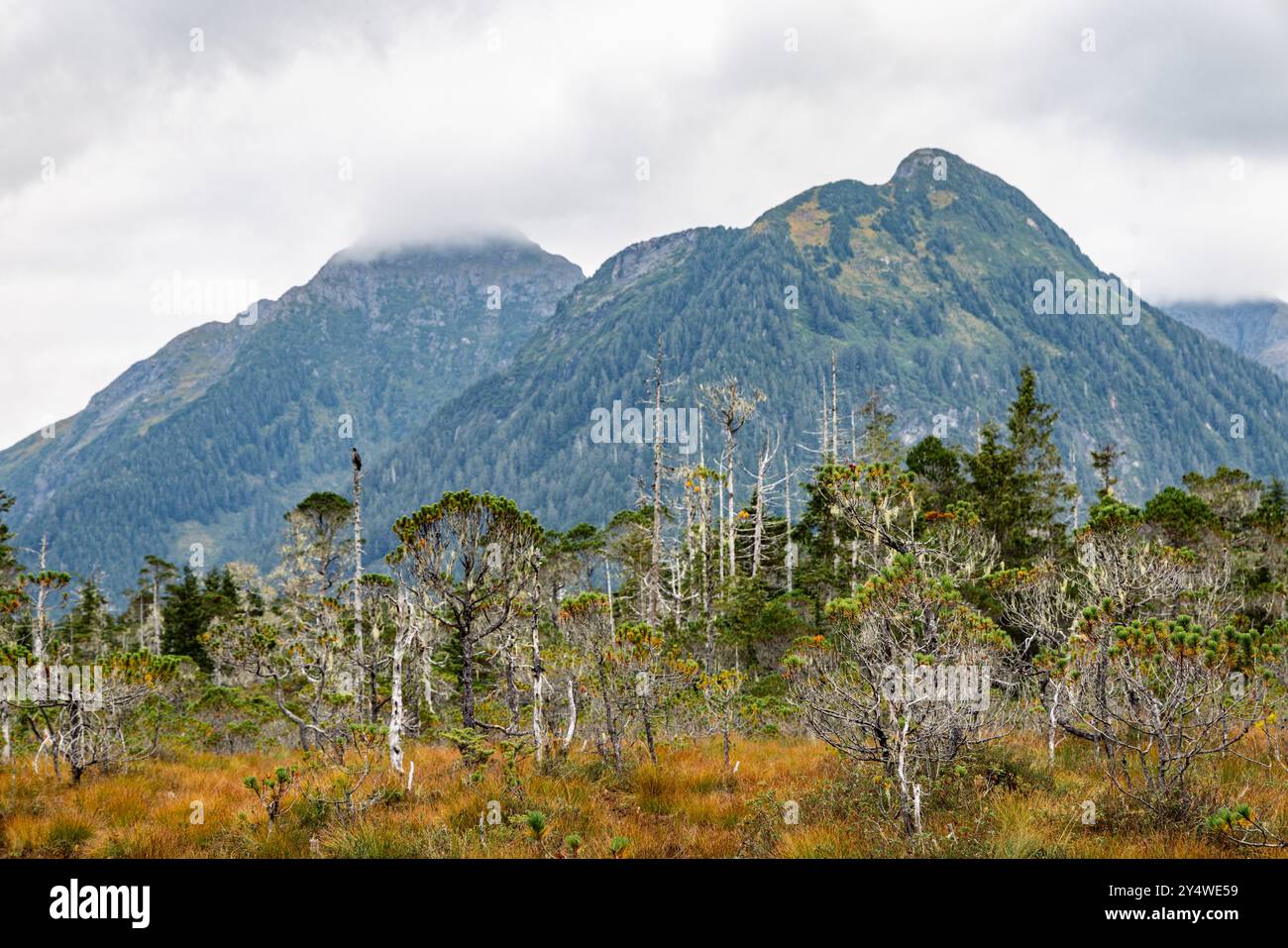 Three Sisters Mountains overlooking trees and wetlands in Sitka, Alaska ...