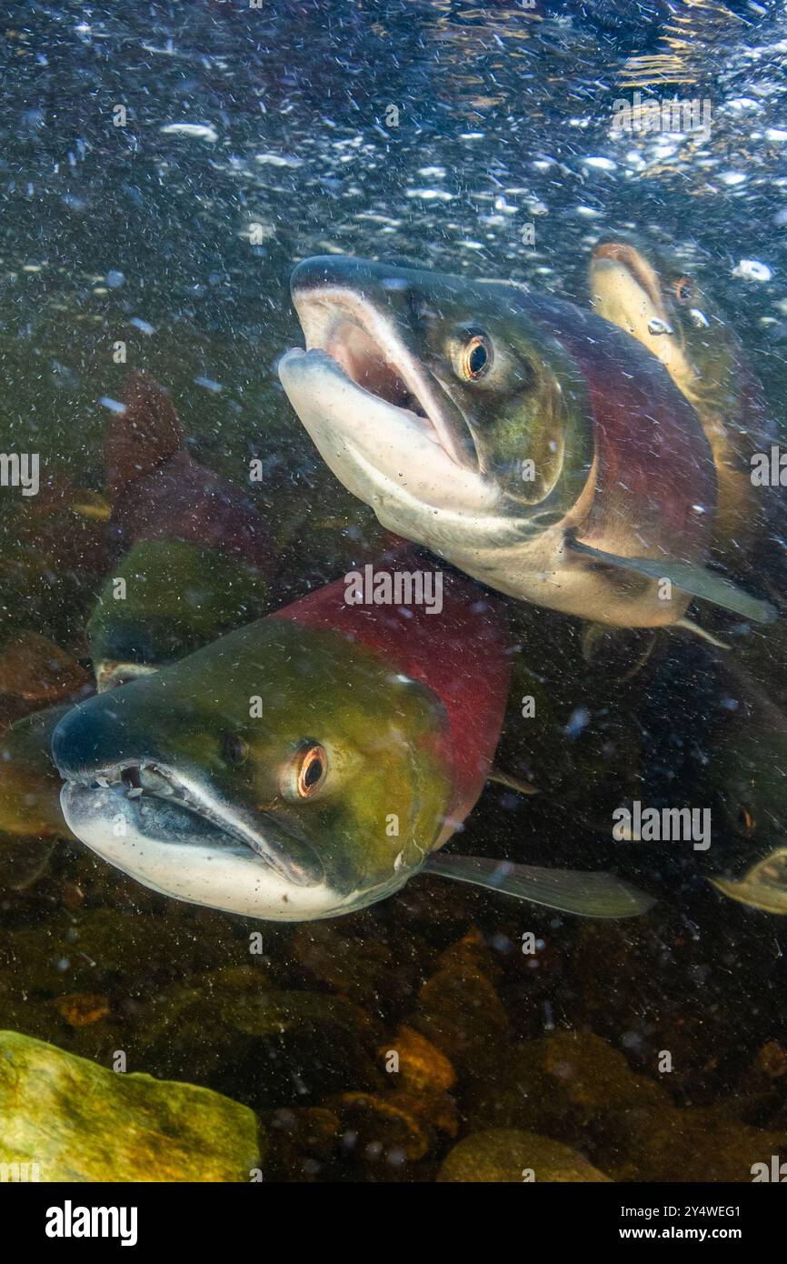 Male and female sockeye salmon displaying spawning features Stock Photo ...