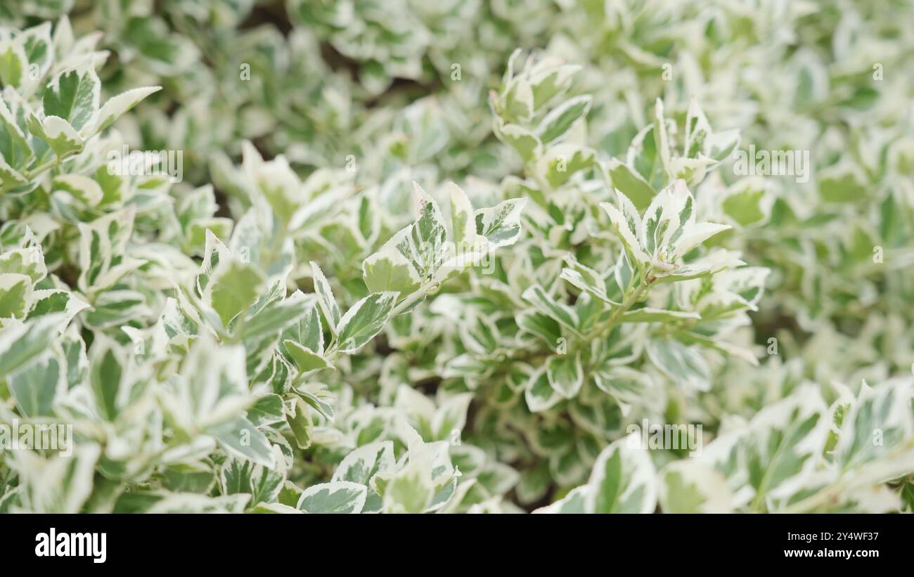 Variegated foliage of euonymus fortunei gracilis plant growing in the ...
