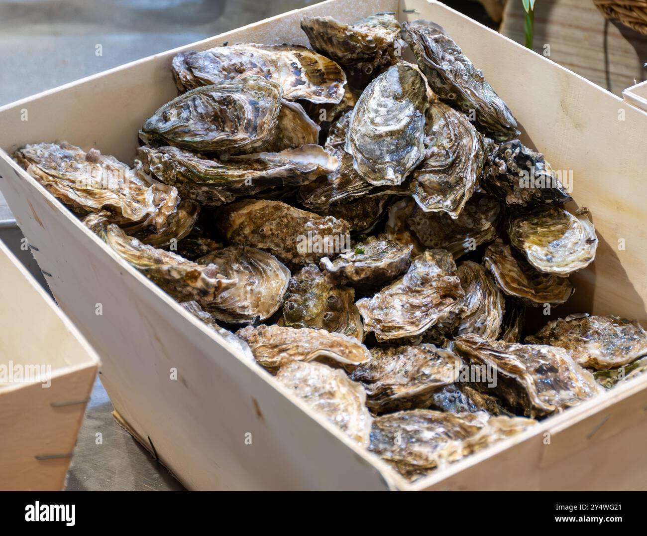 Fresh live different sizes oysters in market hall ready to be eaten for ...