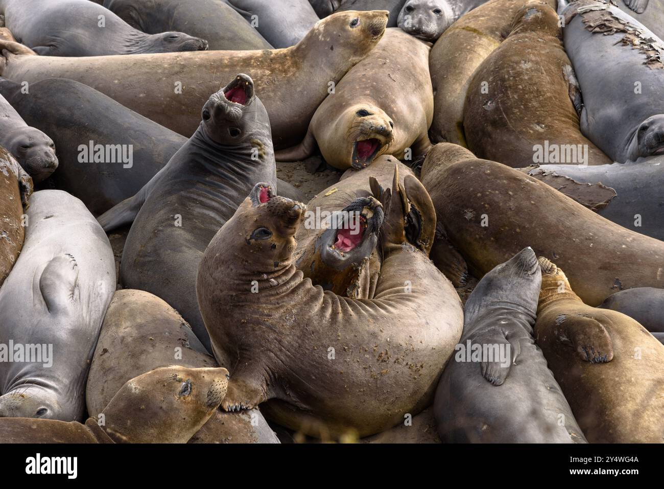 Northern elephant seals - Mirounga angustirostris - in various stages ...