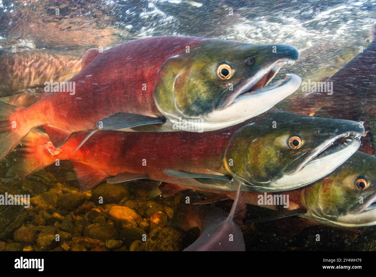 Pacific Salmon in shallow waters in the Pacific Northwest, British ...