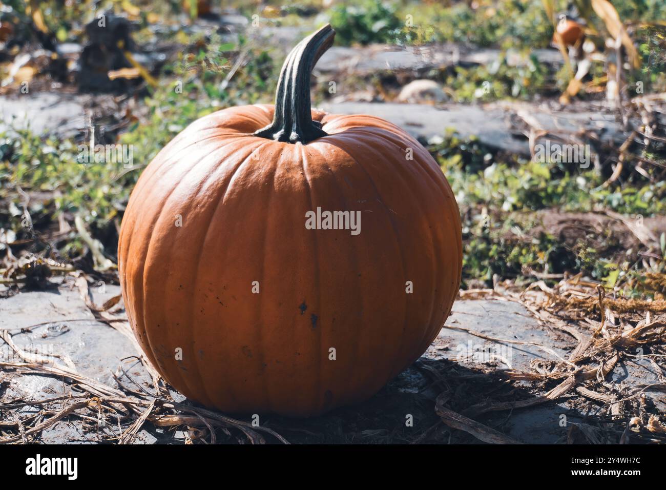 A single, perfect pumpkin sits in a field at a pumpkin farm surrounded ...