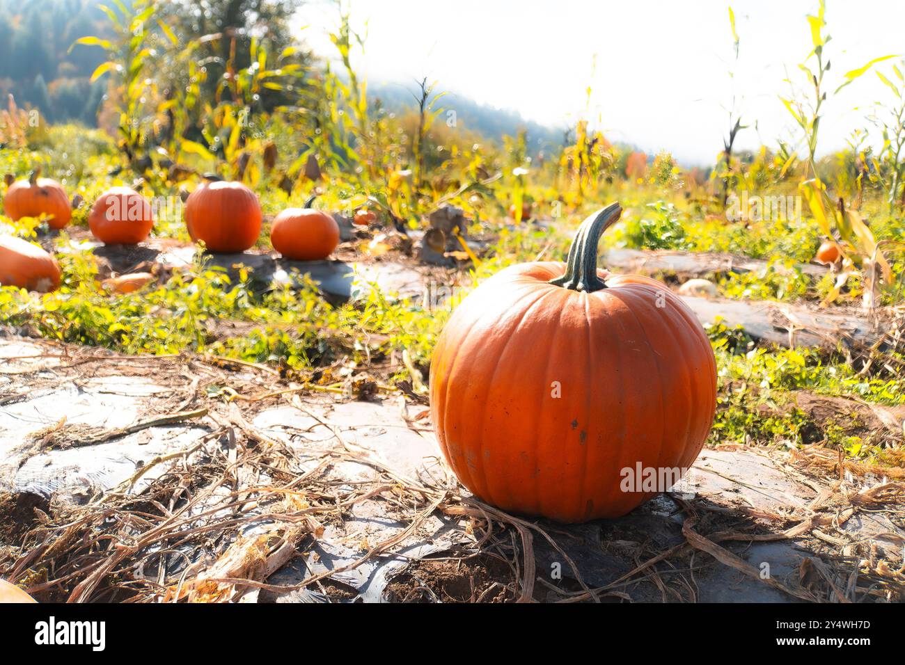 A single pumpkin with a row of pumpkins behind it in the glow of Autumn ...
