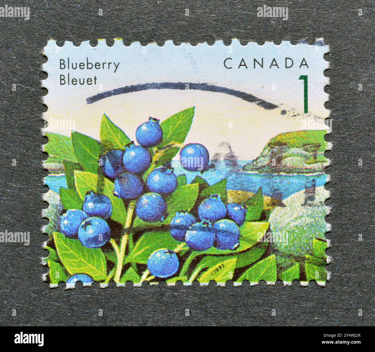 Cancelled postage stamp printed by Canada, that shows Blueberry, circa ...
