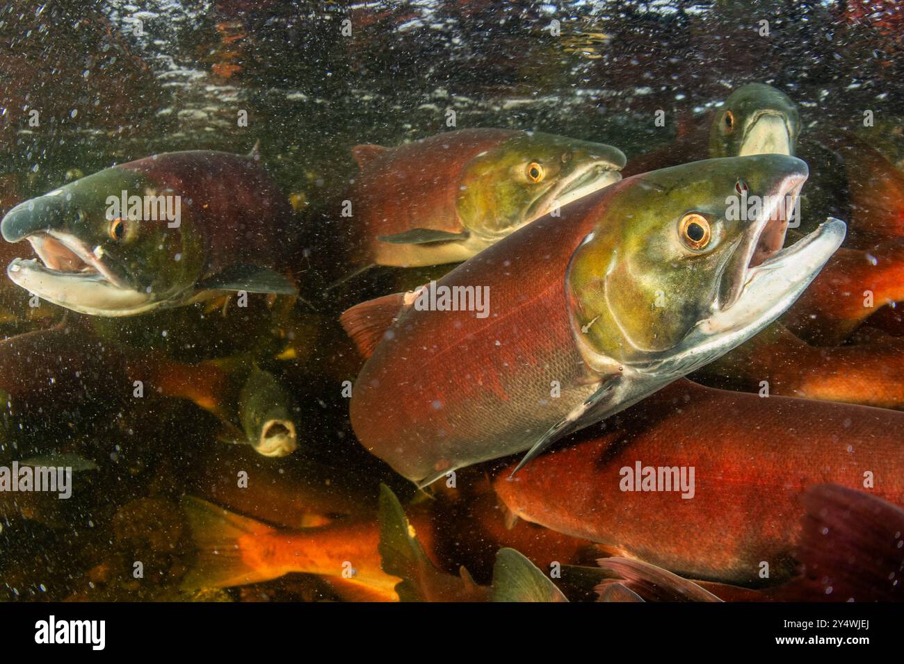 Sockeye salmon displaying full spawning colours in a creek in Canada ...