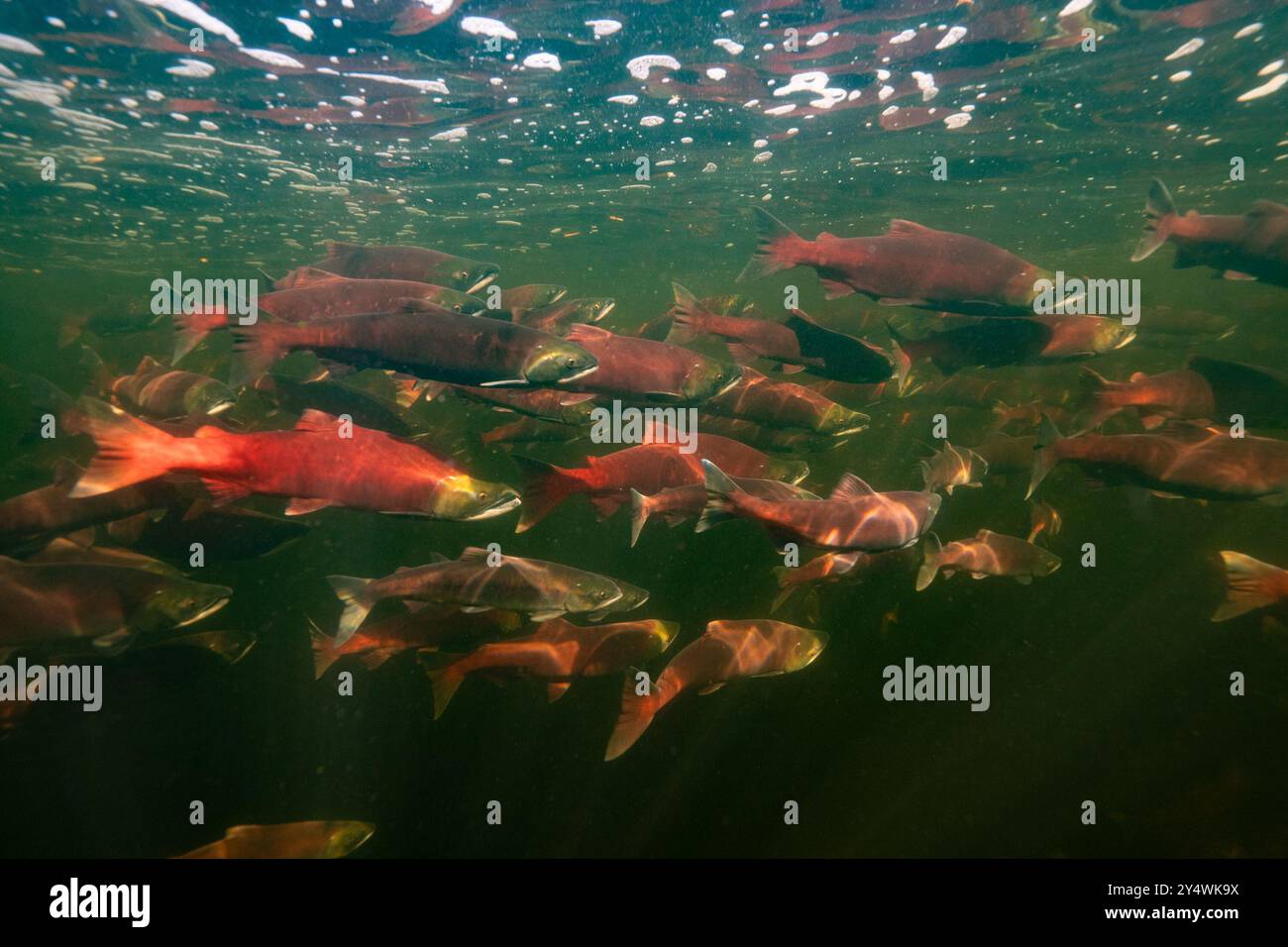 School of Sockeye salmon in route to their spawning grounds in the ...