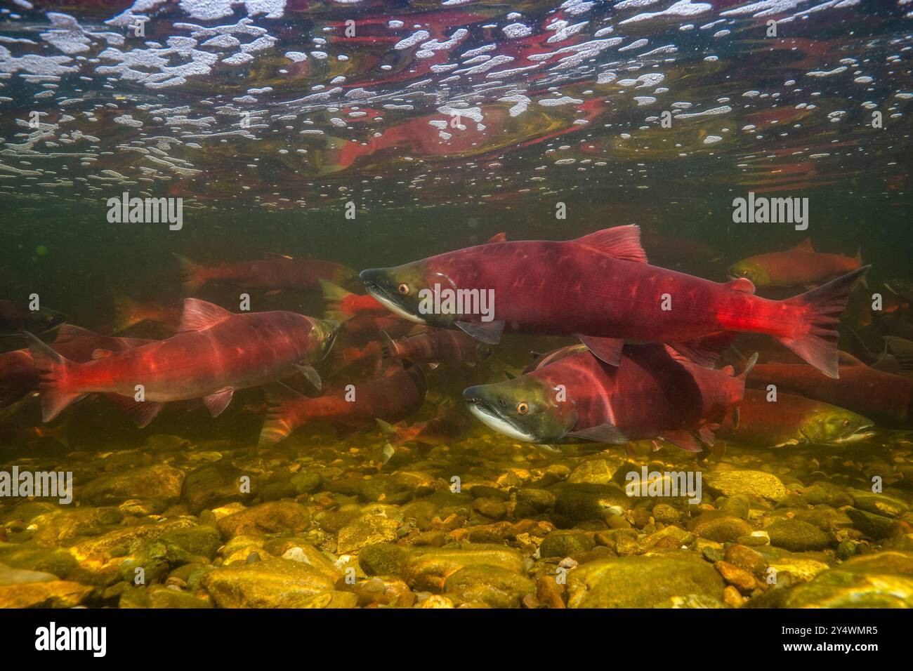 Sockeye salmon in the Babine lake, British Columbia, Canada Stock Photo ...