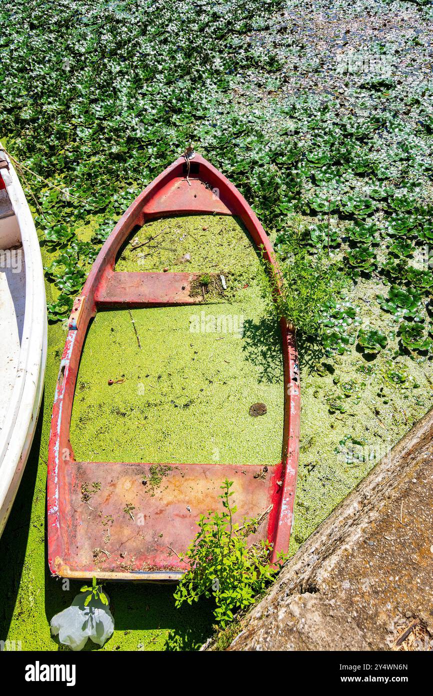 An old, abandoned boat partially submerged in green algae-covered water ...