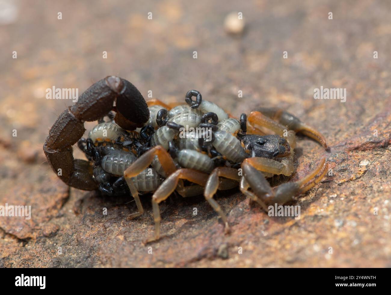 A beautiful Highveld Lesser-Thicktail Scorpion (Uroplectes triangulifer ...
