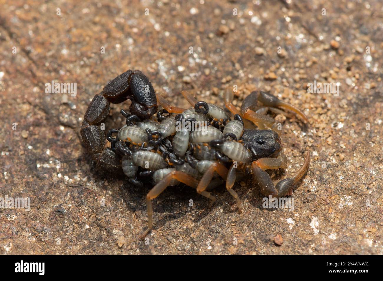 A beautiful Highveld Lesser-Thicktail Scorpion (Uroplectes triangulifer ...