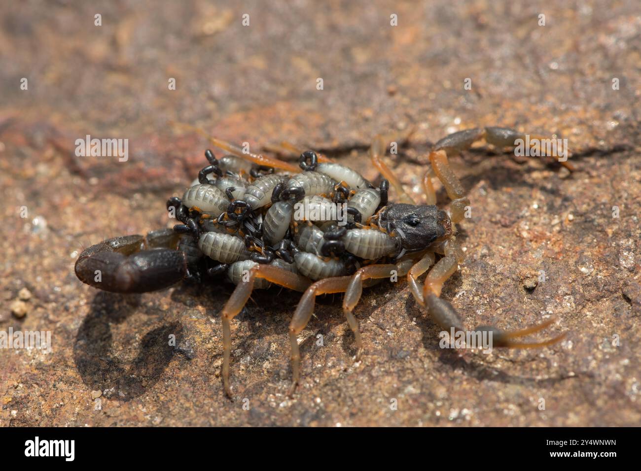 A beautiful Highveld Lesser-Thicktail Scorpion (Uroplectes triangulifer ...