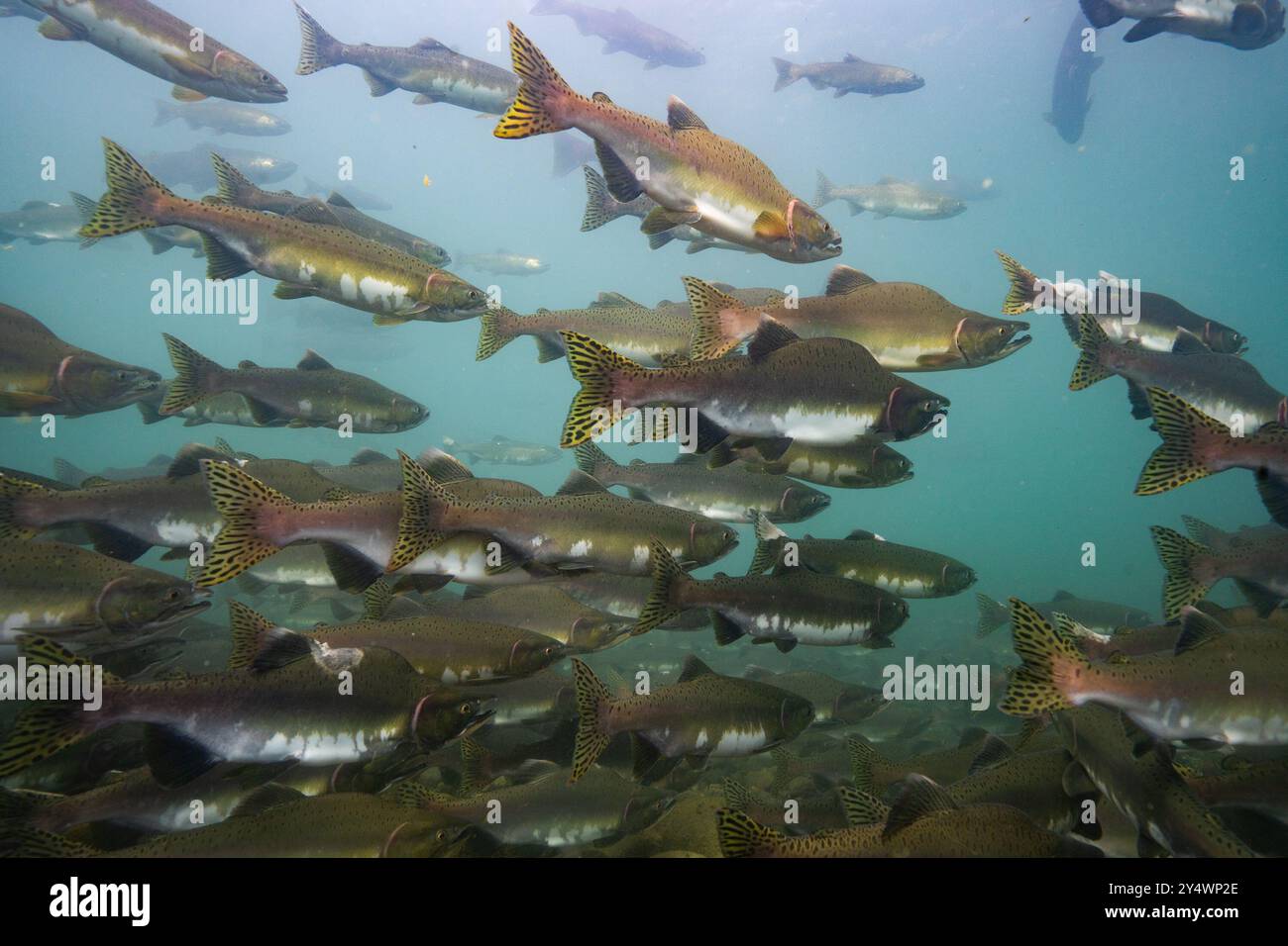 Large school of spawning pink salmon in the Morice lake, in Canada ...