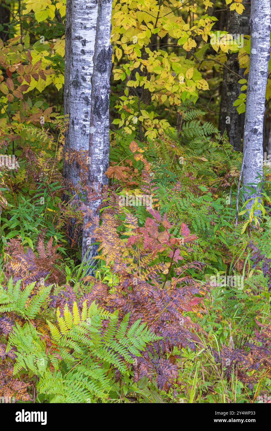 An intimate September landscape in northern Wisconsin Stock Photo - Alamy