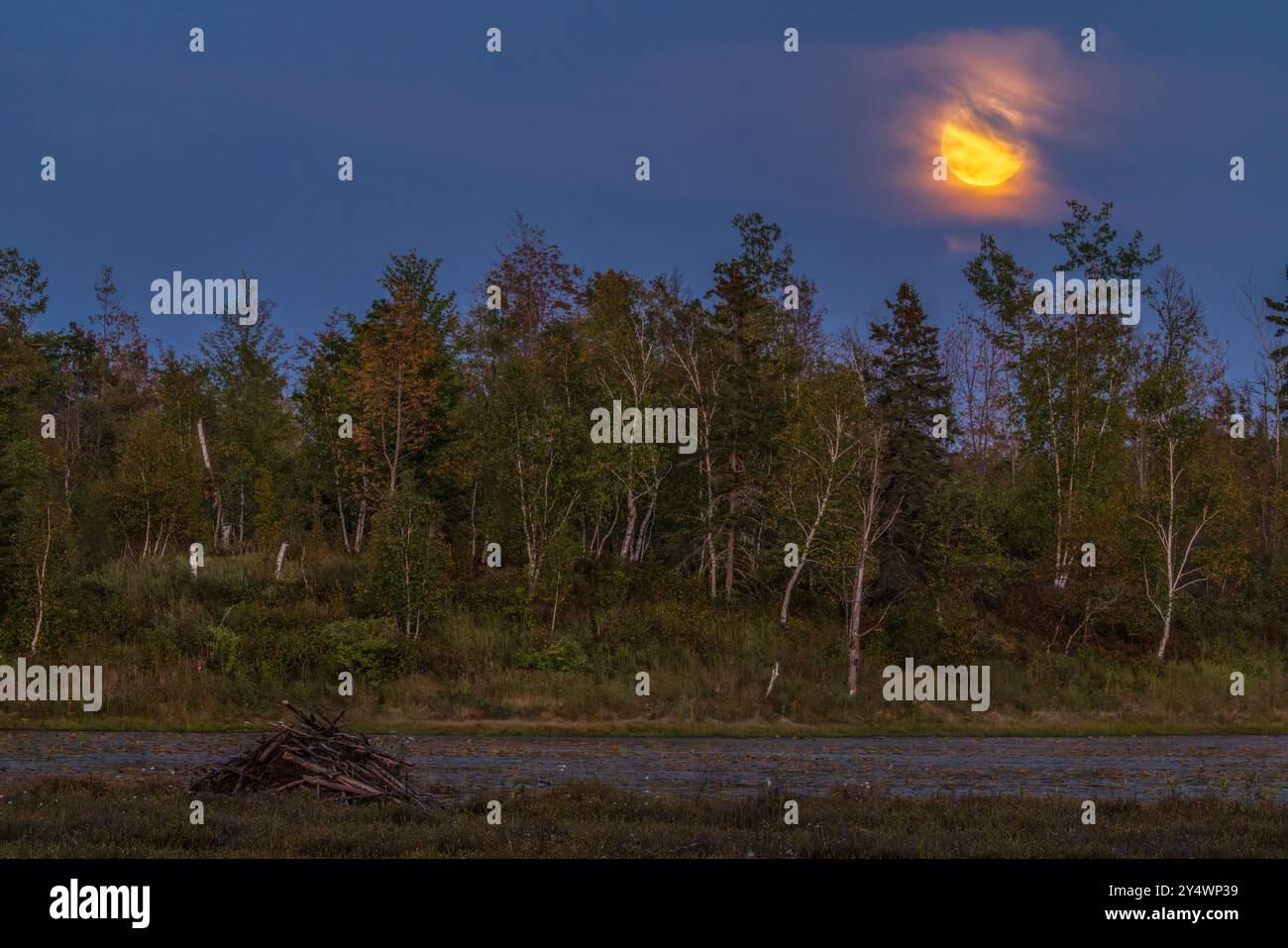 The September harvest moon rising over a wetland in northern Wisconsin ...
