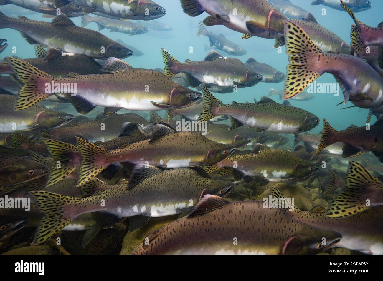 Wild pacific pink salmon spawning hi-res stock photography and images ...