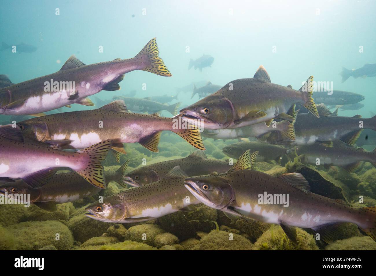 Pink salmon in a clean water river in Canada Stock Photo - Alamy