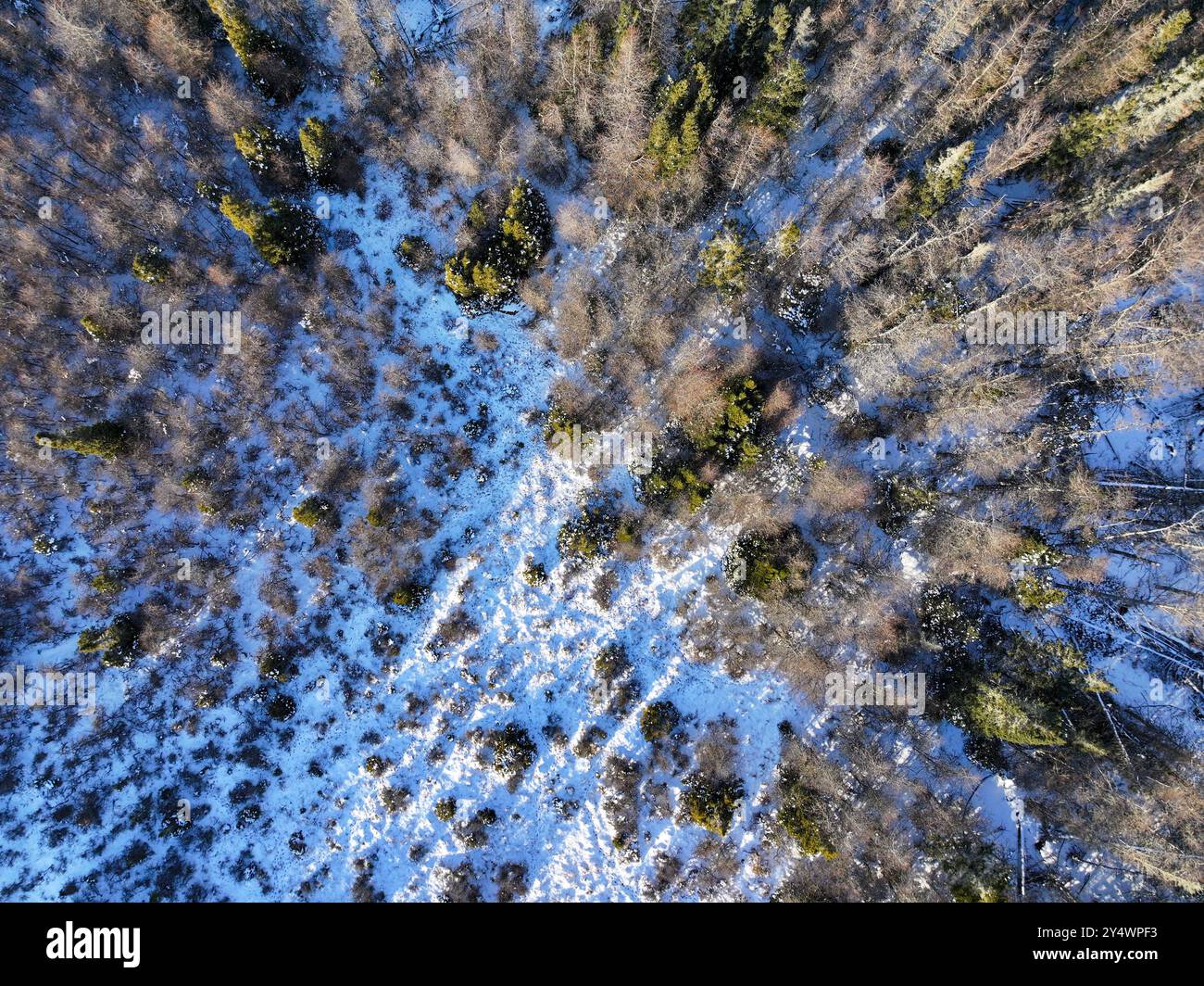Old Boreal Forest in Winter with Several Dry Dead Trees Up and Down and Small Rivers Stock Photo ...