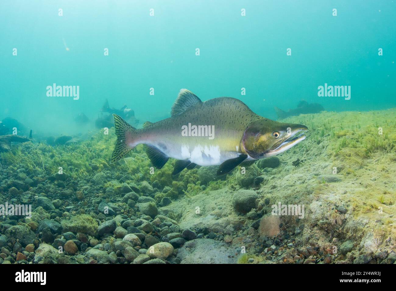 Wild pacific pink salmon spawning hi-res stock photography and images ...