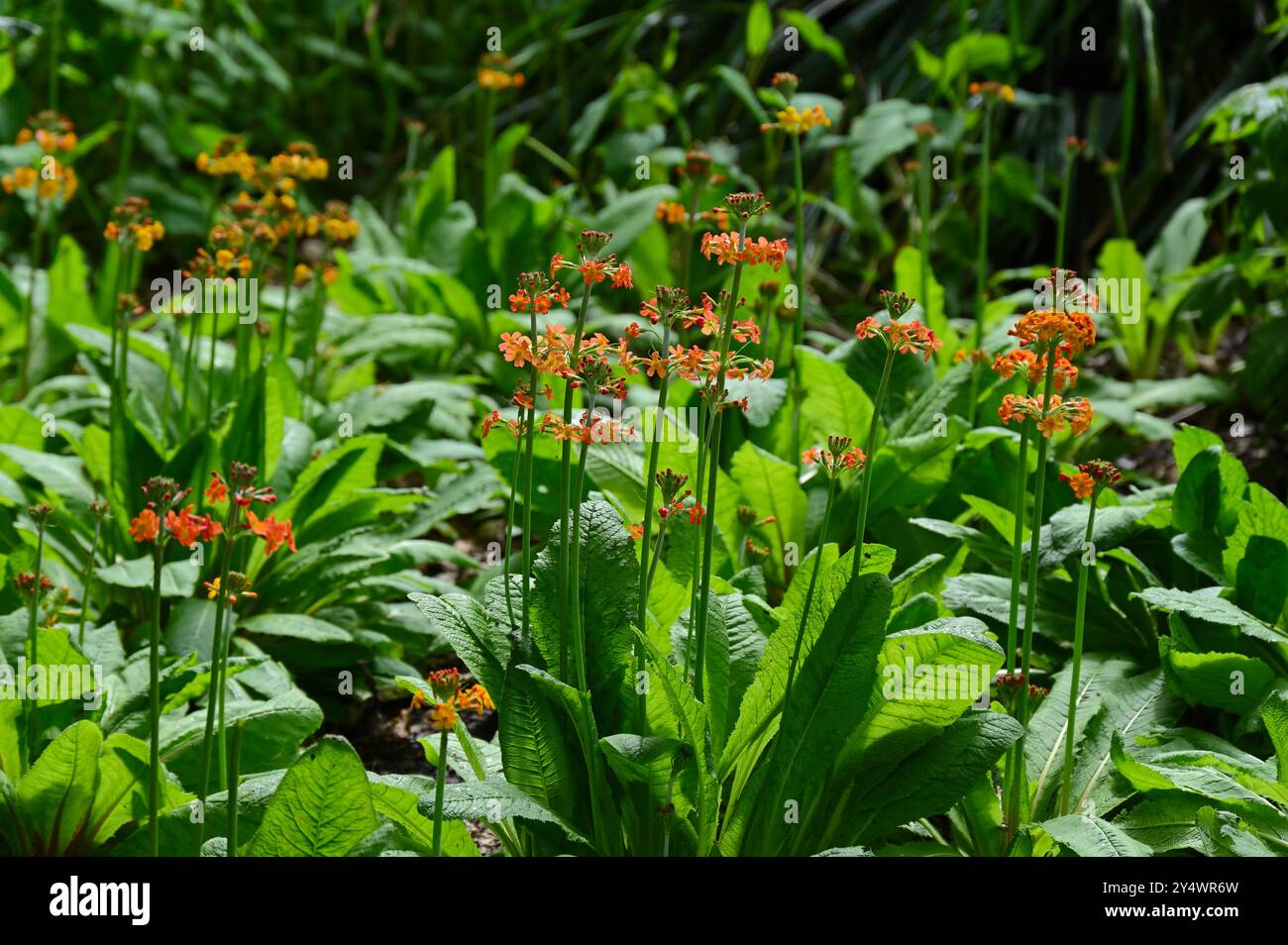 Orange spring flowers of Candelabra primroses, Primula Candelabra ...