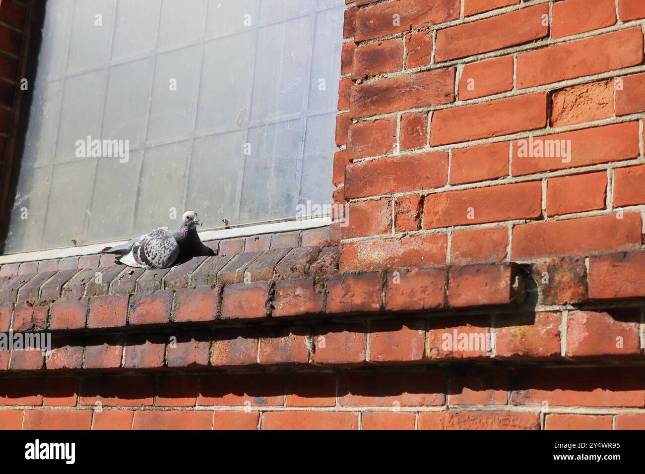 Gosport, Hampshire, England. 14 September 2024. A pigeon sitting on a ...
