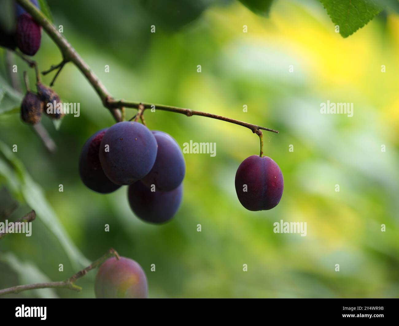 Damson Plum (prunus domestica Stock Photo - Alamy