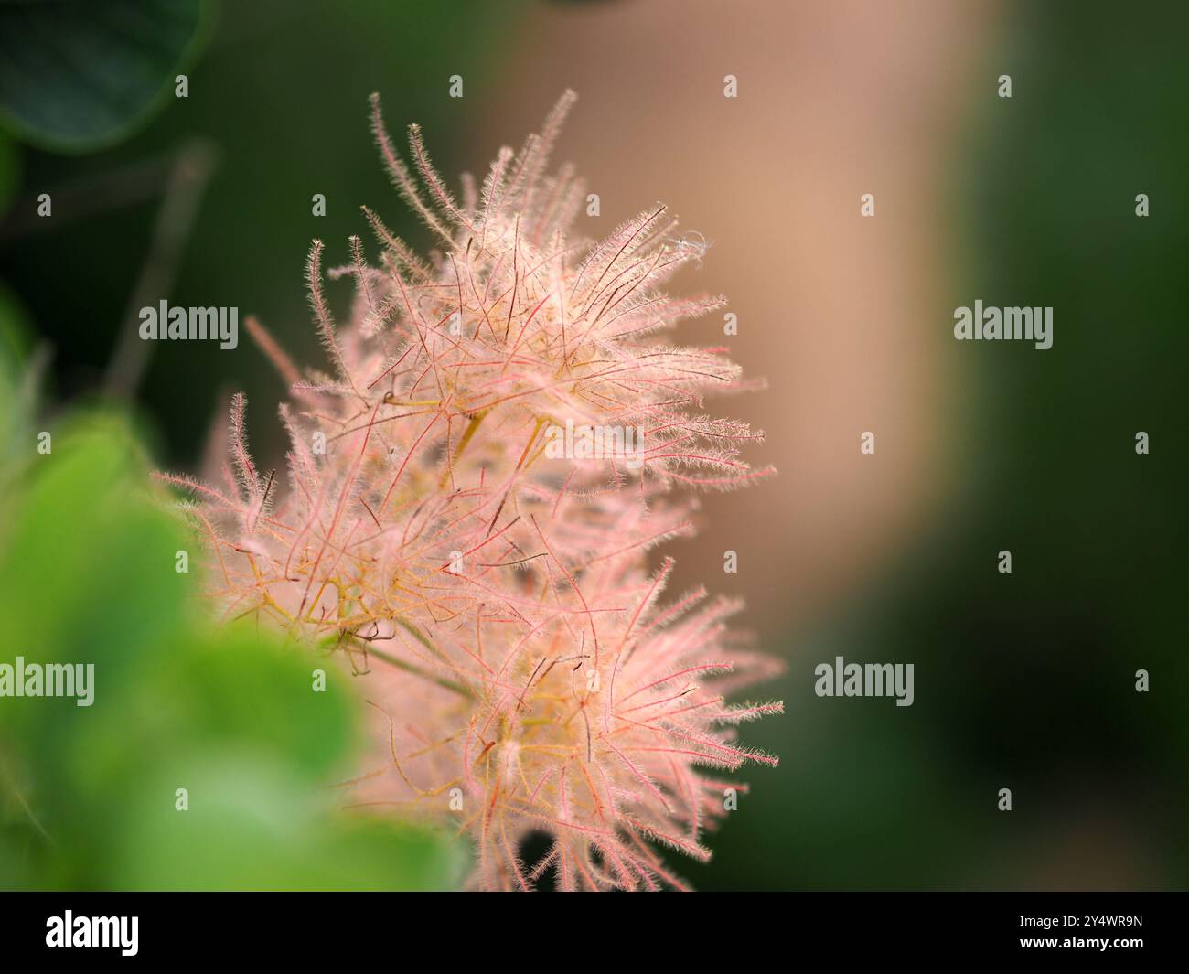 Cotinus Coggygria, European Smoke Tree Stock Photo - Alamy
