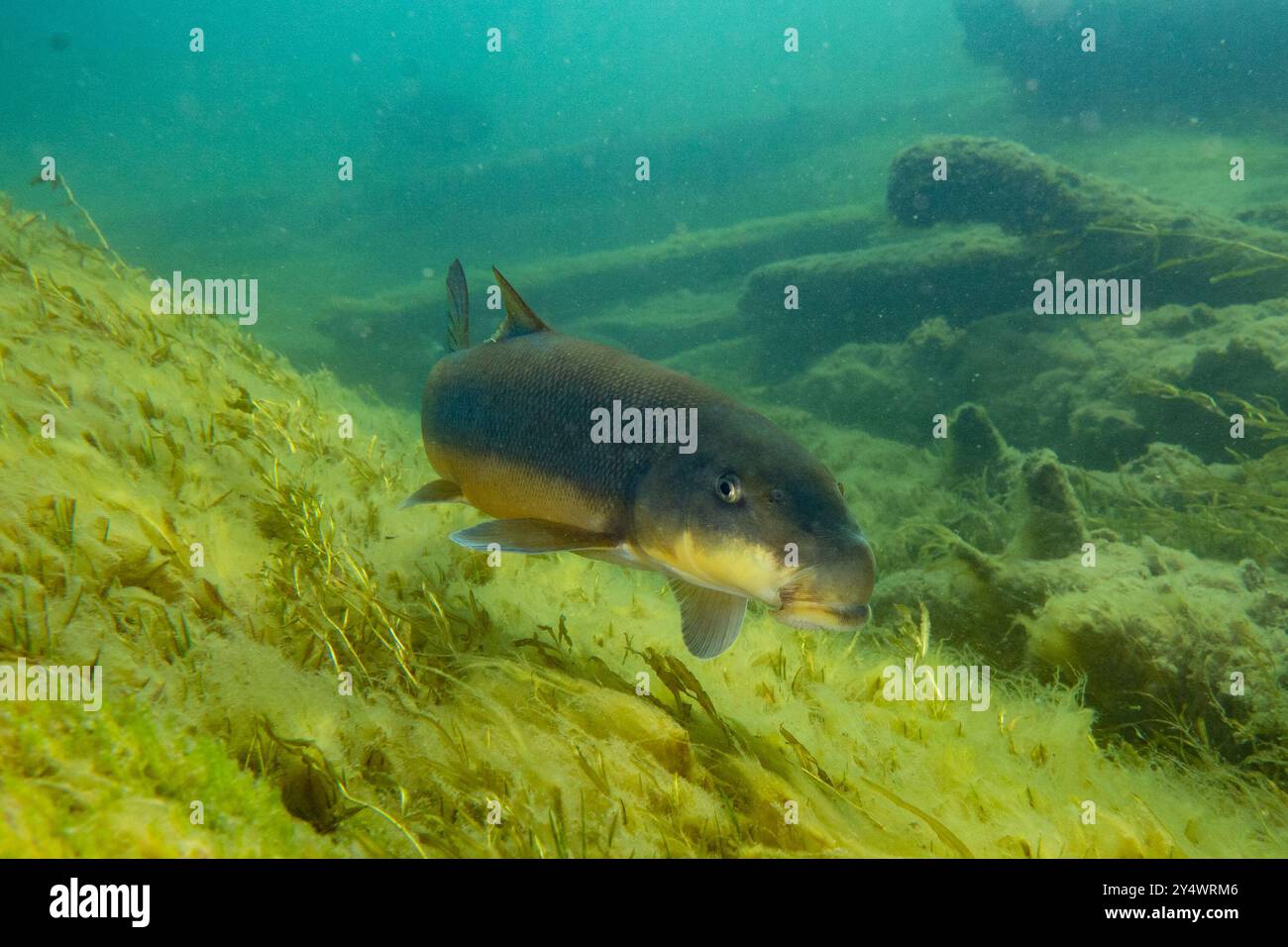 White sucker ( Catostomus commersonii ) in a river in the North British ...