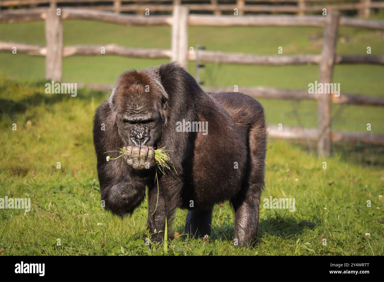 Western Lowland Gorilla Eating Grass in Zoological Garden. Critically ...