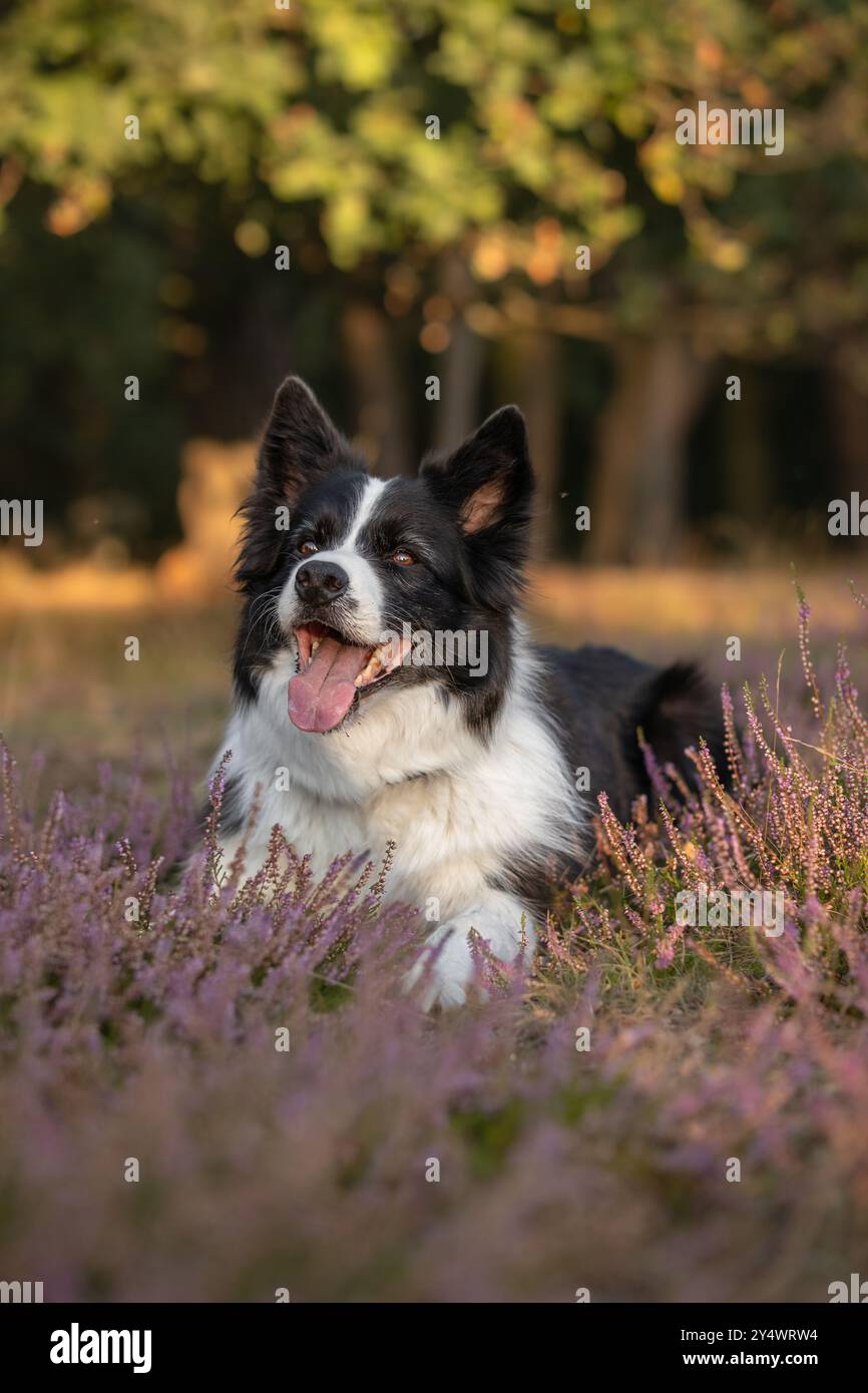 Happy Border Collie Lies Down in Pink Heather. Adorable Vertical ...