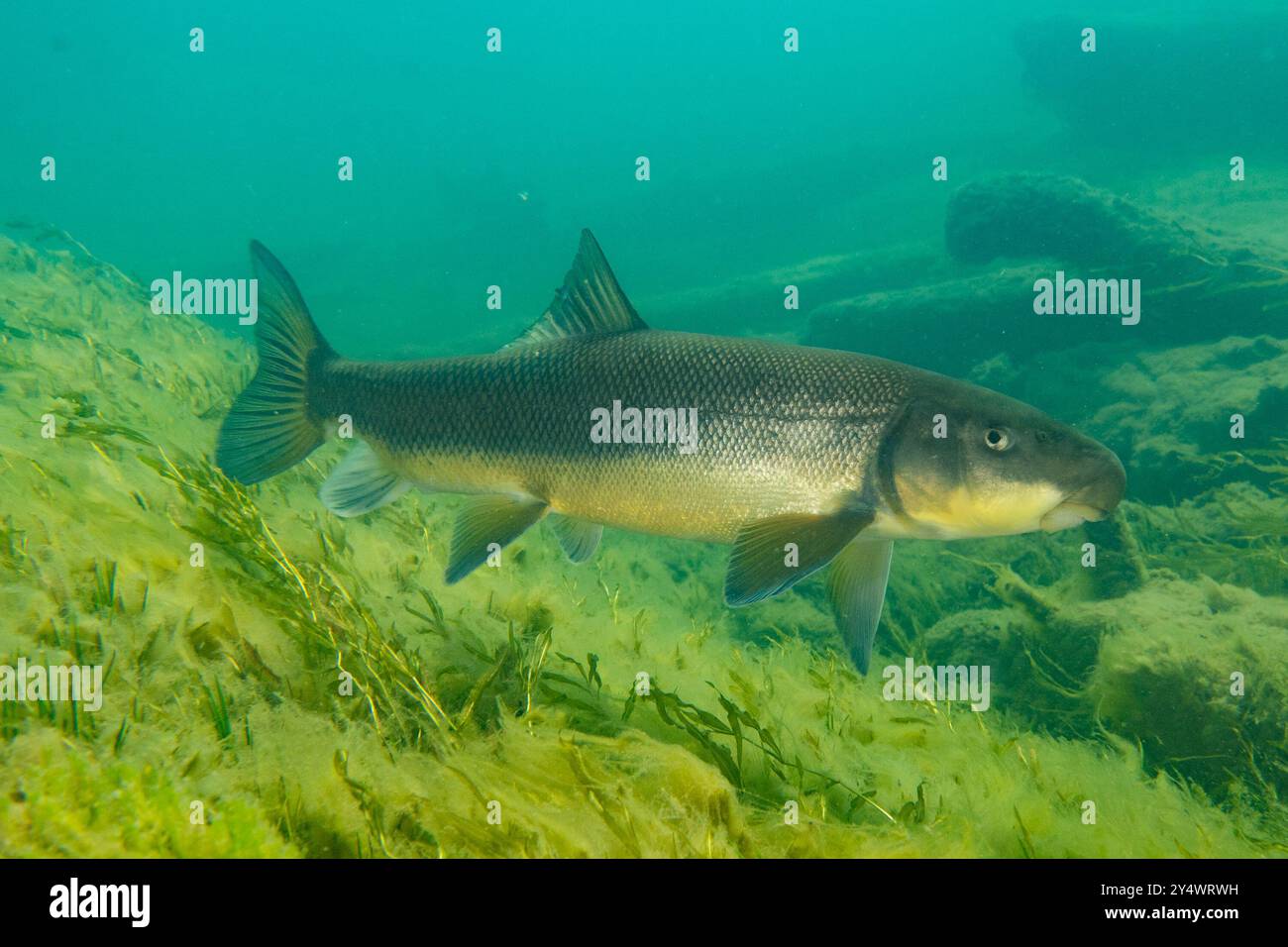 White sucker, ( Catostomus commersonii ) in North British Columbia ...