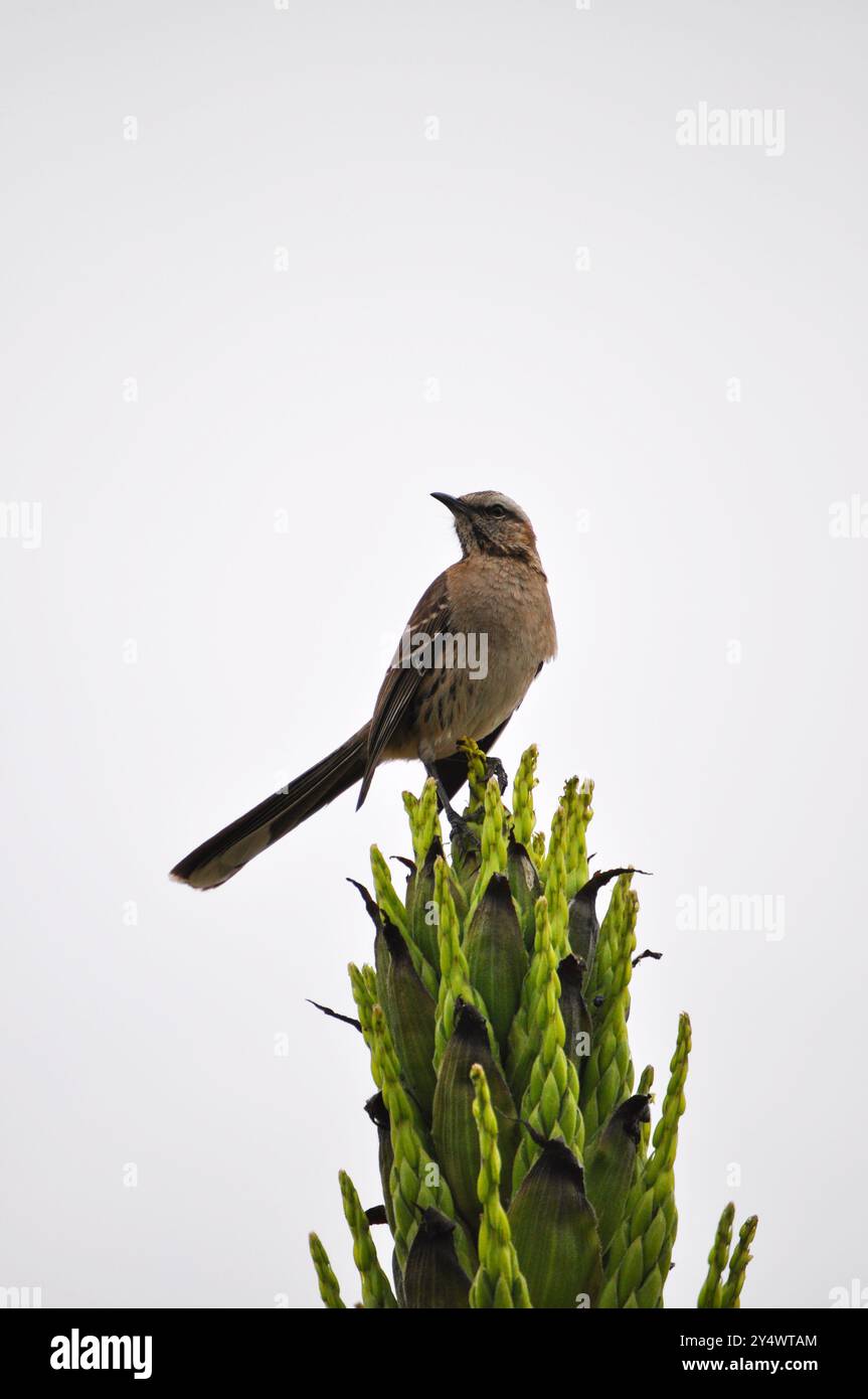 Mimus thenca male, chilean mockingbird Stock Photo - Alamy
