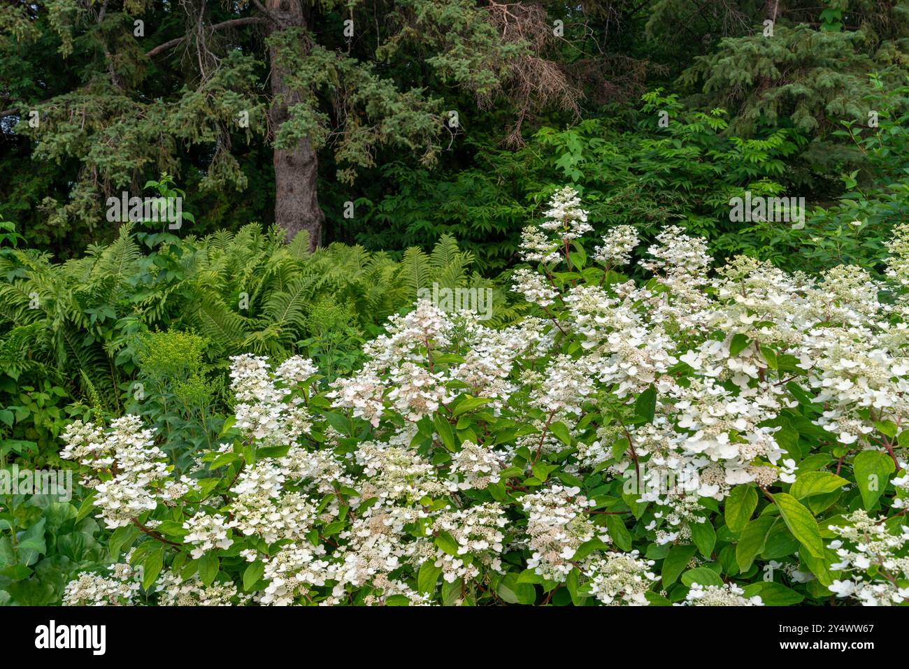 Hydrangea flowers in the English Gardens, Assiniboine Park, Winnipeg ...