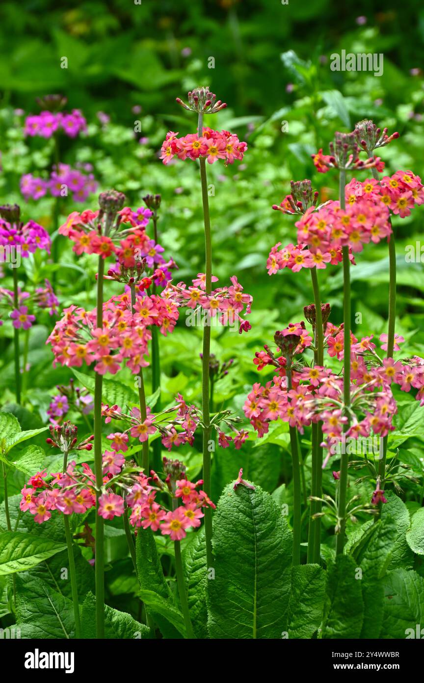 Salmon pink spring flowers of Candelabra primroses, candelabra primulas ...