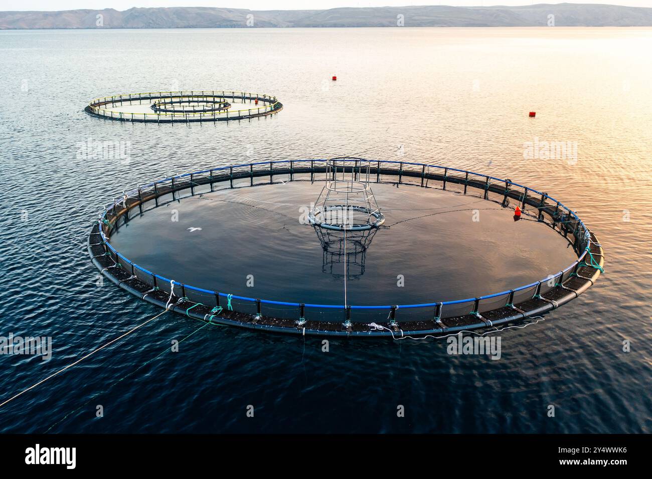 Croatian marine fish farm with round net enclosures aerial view ...