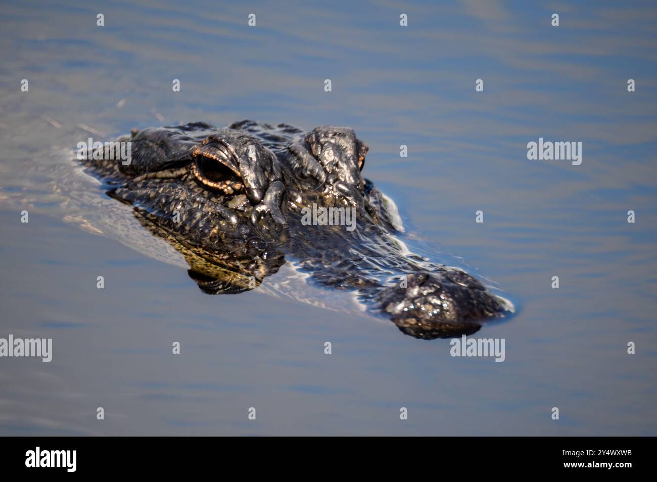 Alligator's Head showing just above the water at Anahuac NWR Texas ...