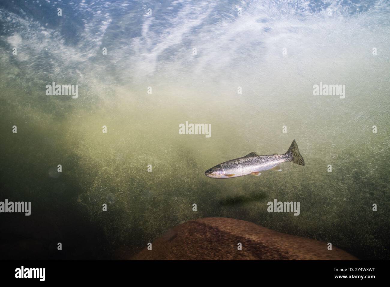 Sea run cutthroat hi-res stock photography and images - Alamy