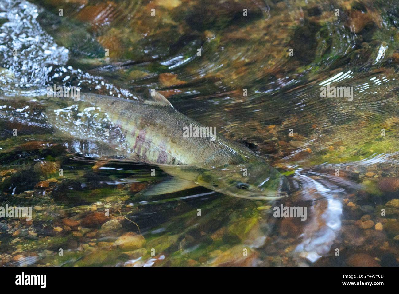 Dog salmon oncorhynchus keta hi-res stock photography and images - Alamy