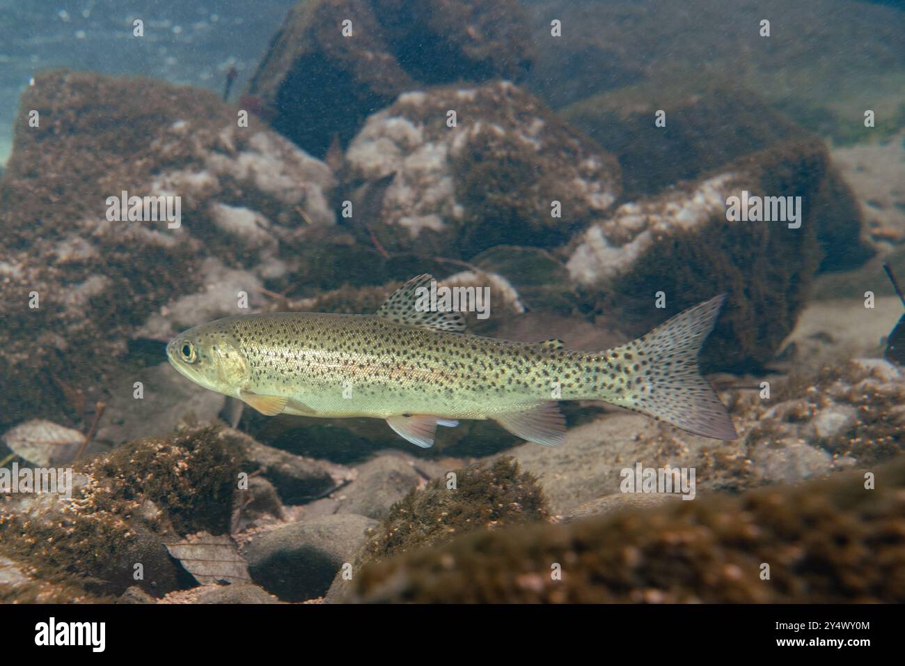 Adult Cutthroat trout in a stream in North British Columbia, Canada ...