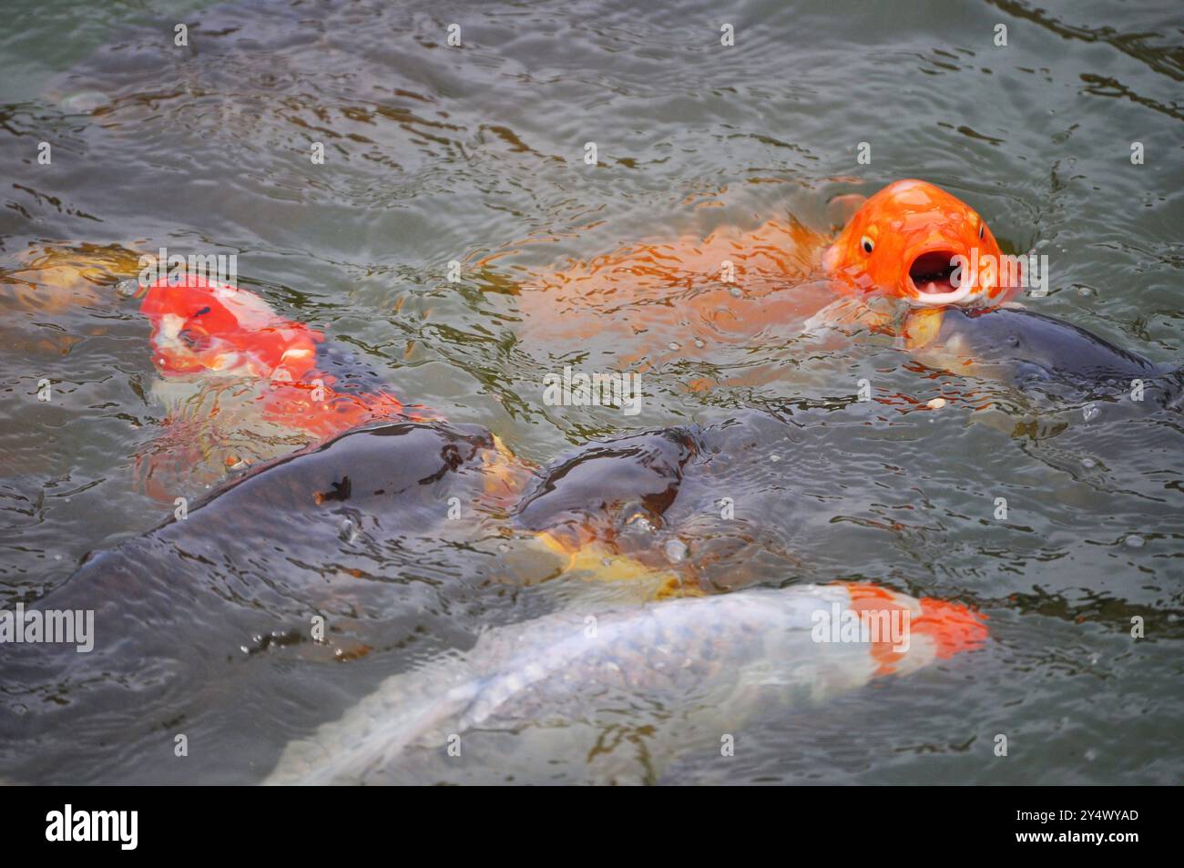 Carp group hi-res stock photography and images - Alamy