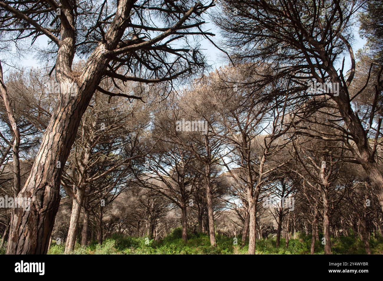 September 07, 2024 - Nettuno Rome, Italy: Pinewood, Torre Astura ...