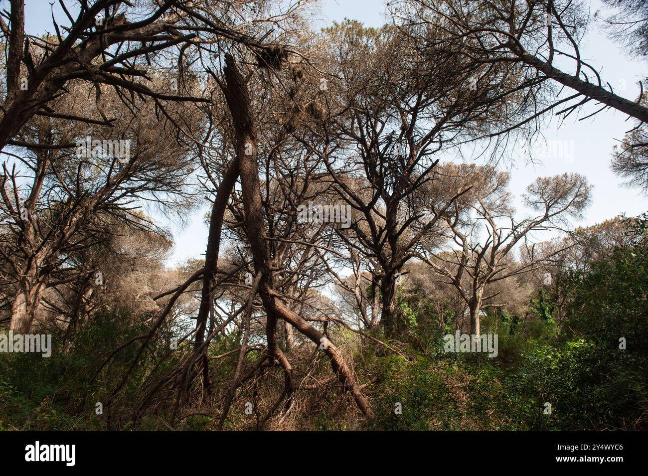 September 07, 2024 - Nettuno Rome, Italy: Pinewood, Torre Astura ...