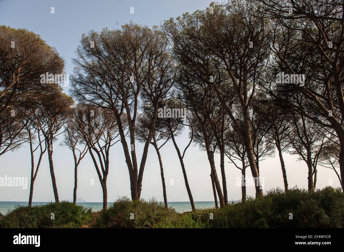 September 07, 2024 - Nettuno Rome, Italy: Pinewood, Torre Astura ...