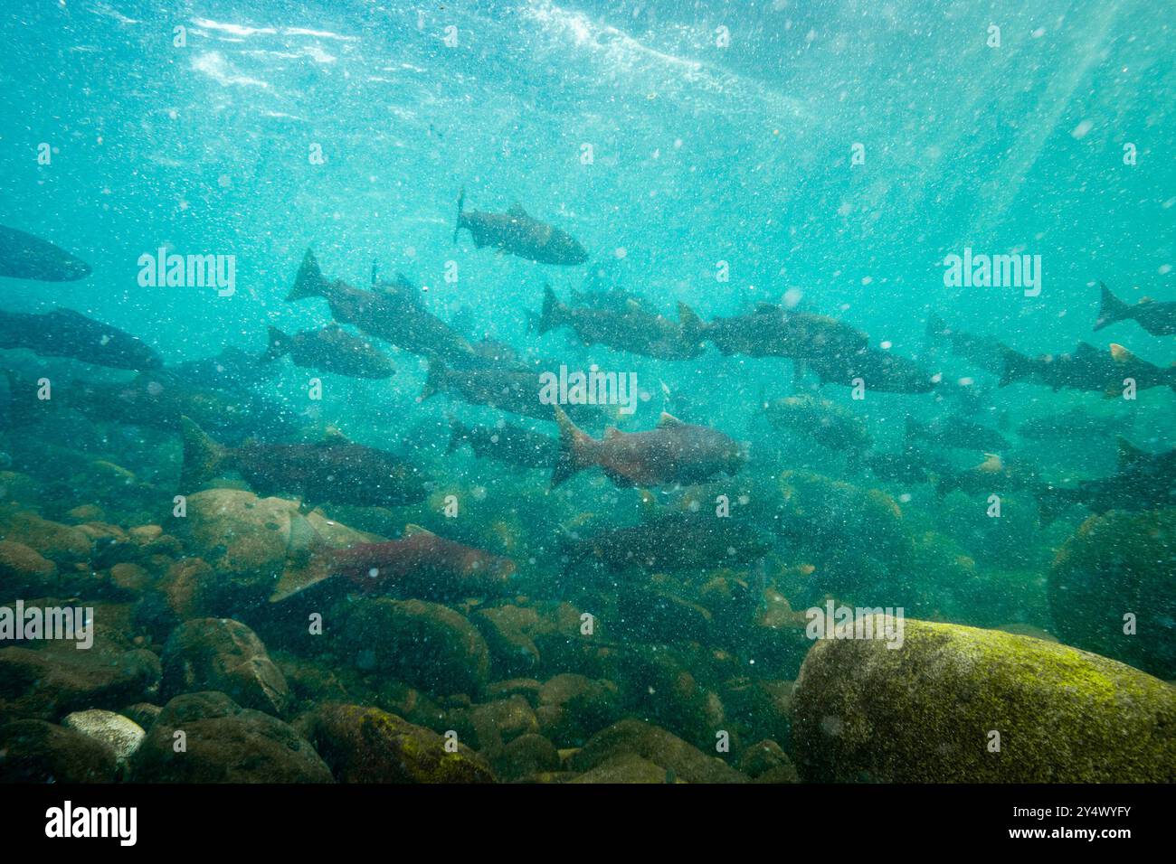 School of Chinook salmon Stock Photo - Alamy