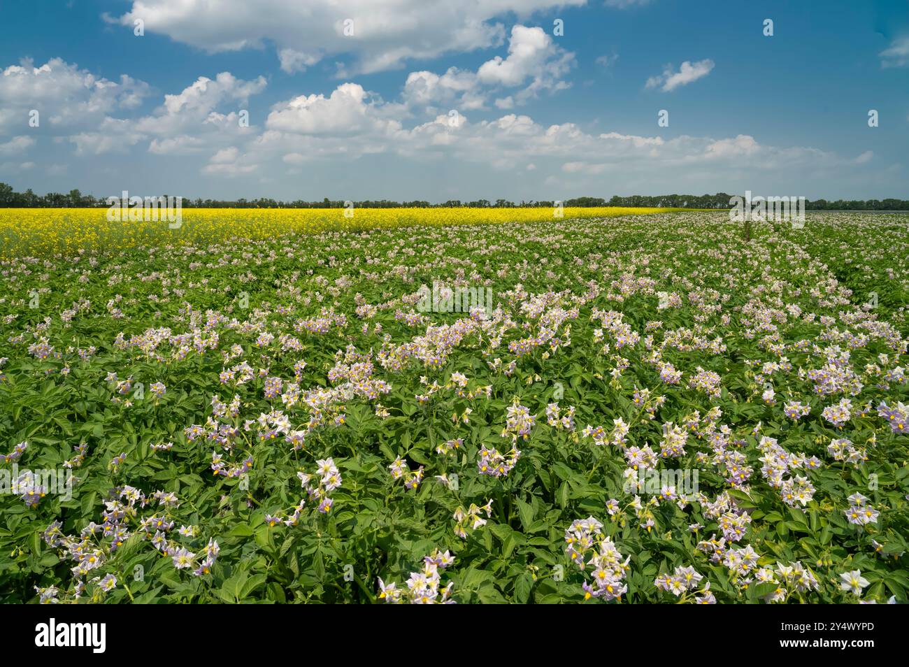 Potato and canola fields in bloom near Winkler, Manitoba, Canada Stock ...