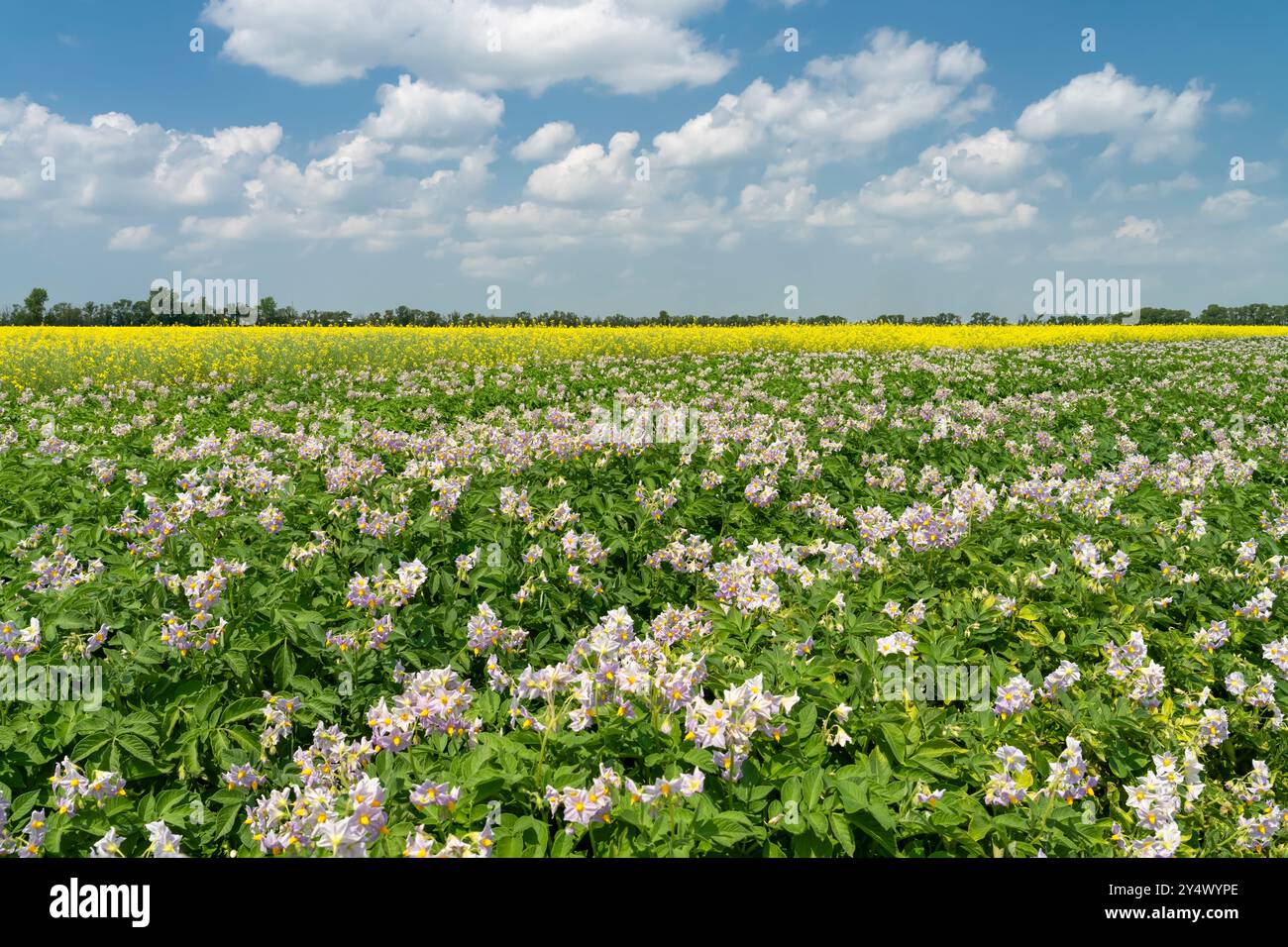 Potato and canola fields in bloom near Winkler, Manitoba, Canada Stock ...