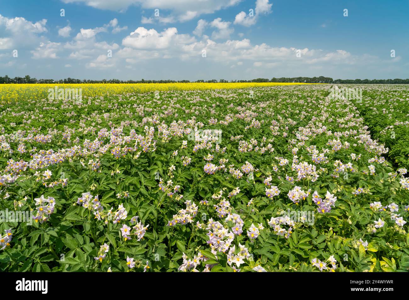 Potato and canola fields in bloom near Winkler, Manitoba, Canada Stock ...
