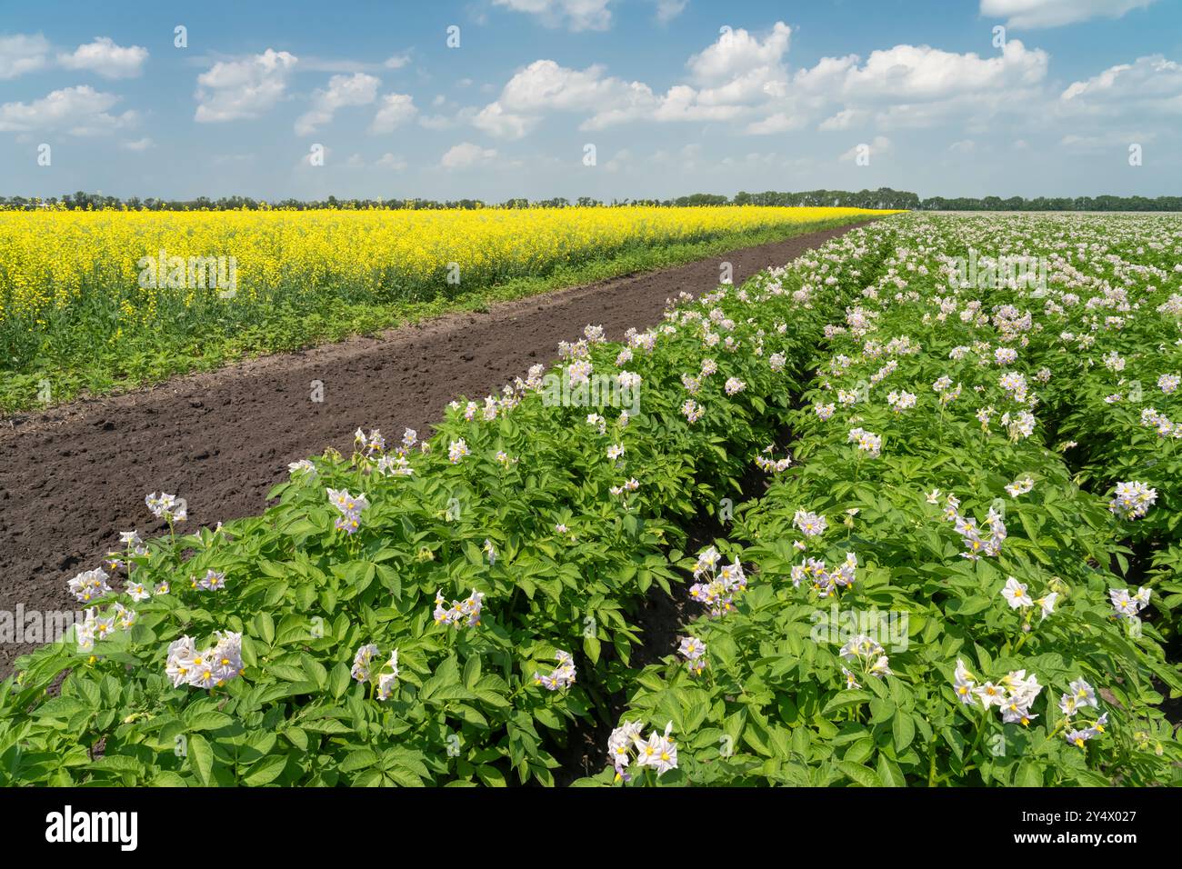 Potato and canola fields in bloom near Winkler, Manitoba, Canada Stock ...