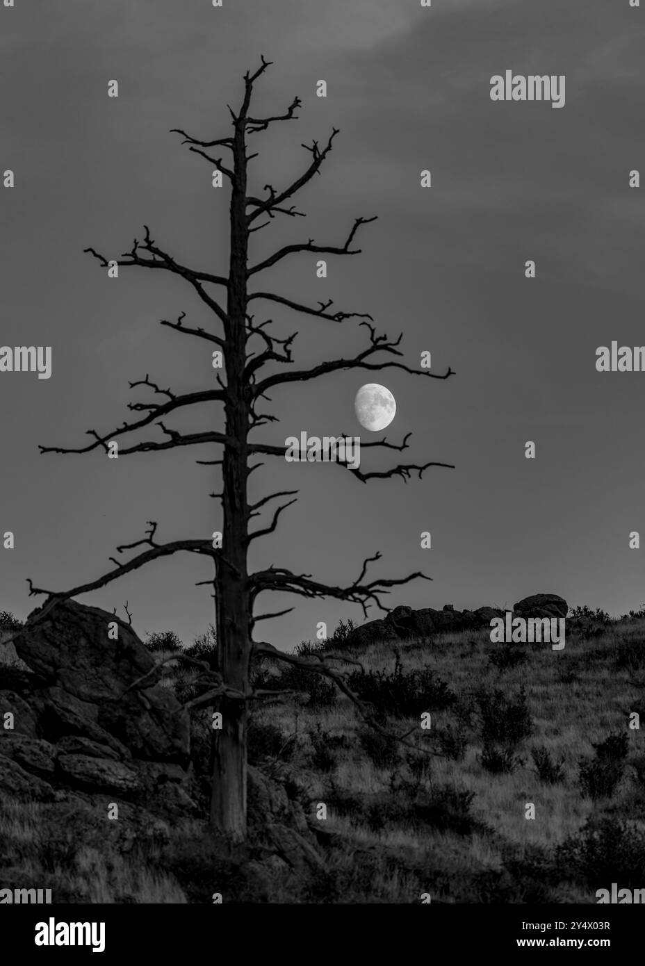 Desert landscape dead plants Black and White Stock Photos & Images - Alamy
