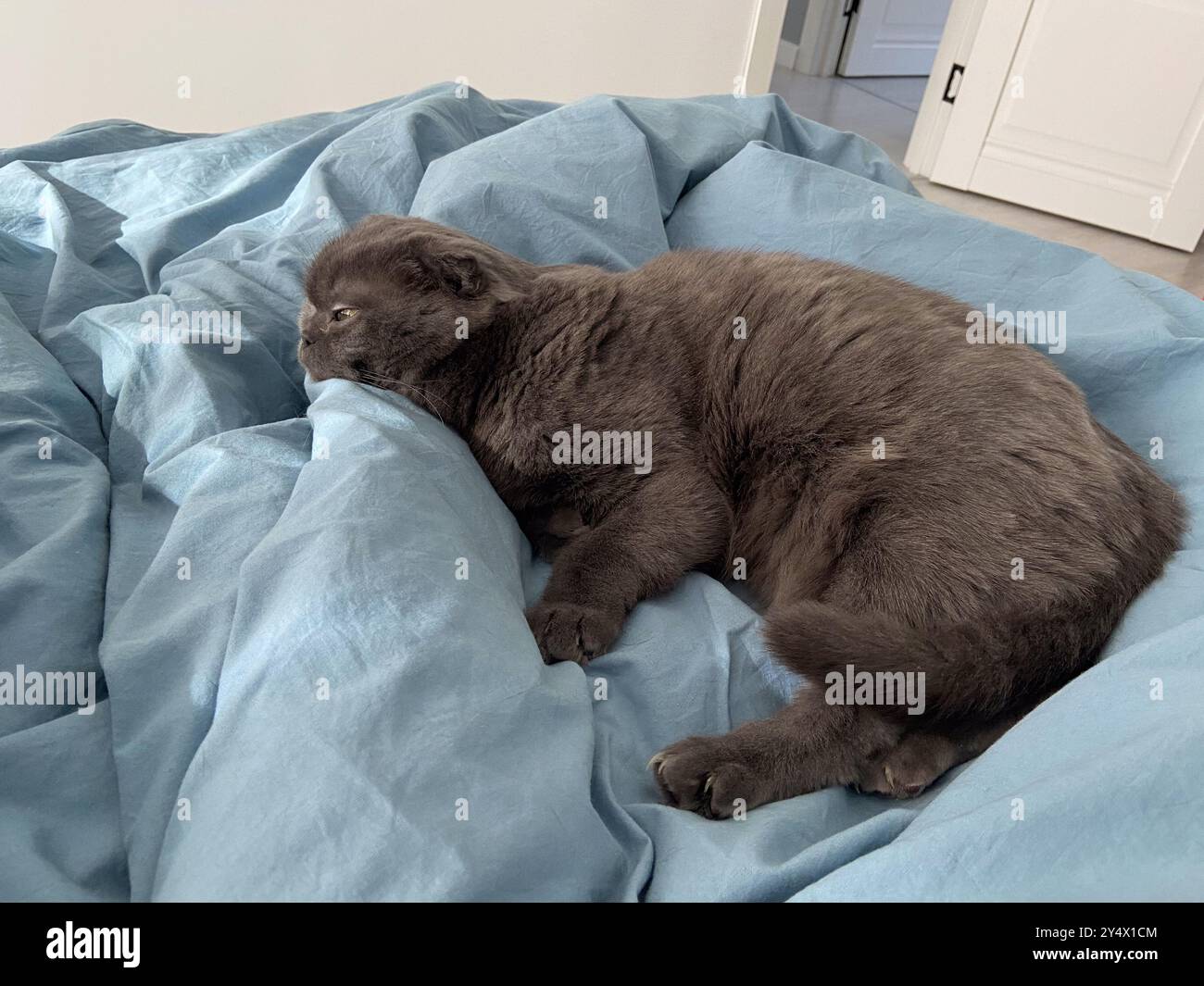 Lazy fat Grey cat Scottish fold on bed at home, relaxed pet Stock Photo ...